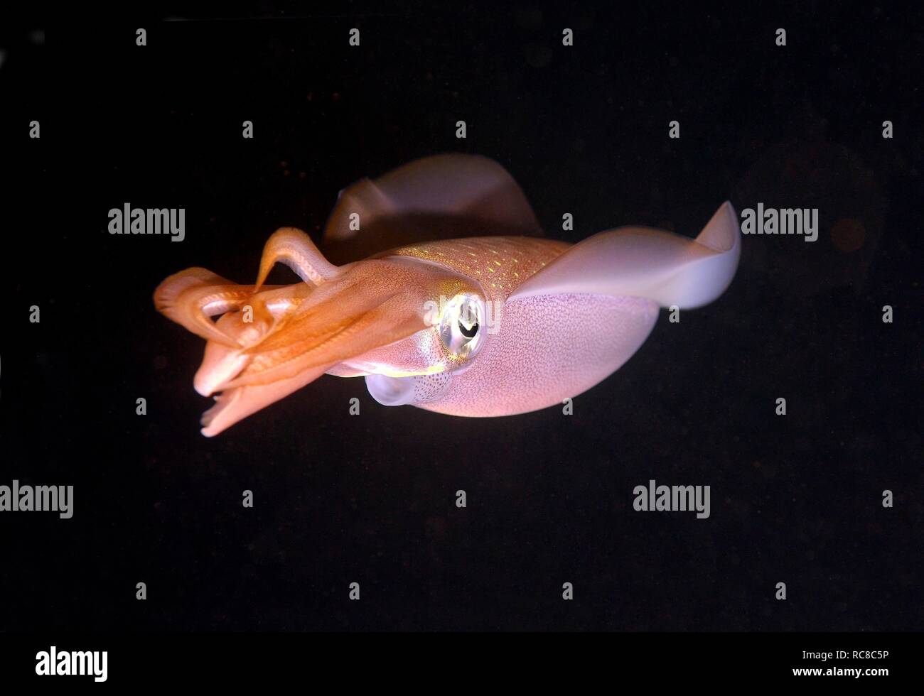 Bigfin reef squid (Sepioteuthis lessoniana), Red Sea, Egypt, Africa ...