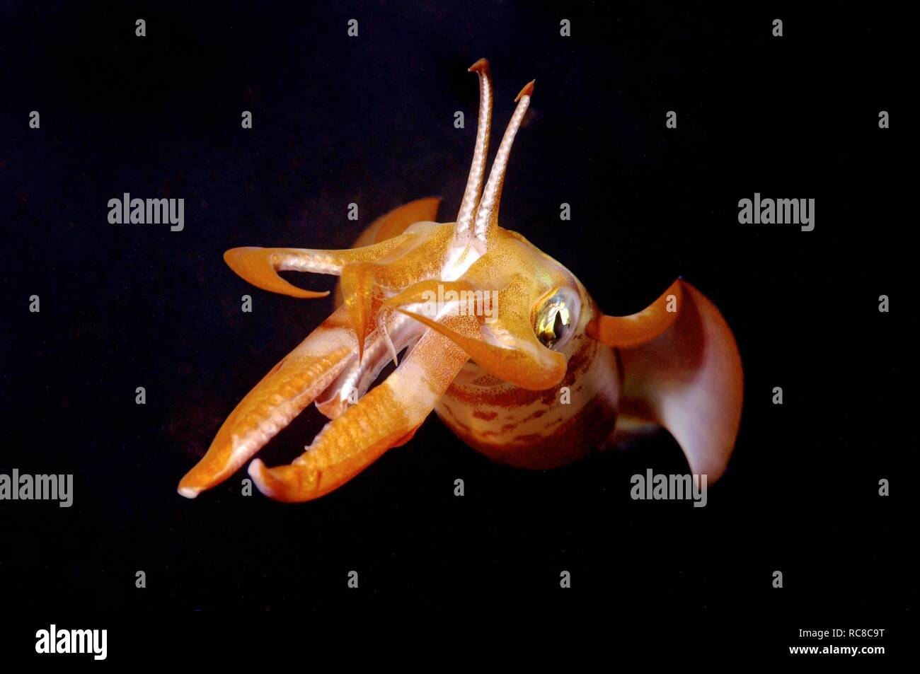 Bigfin reef squid (Sepioteuthis lessoniana), Red Sea, Egypt, Africa ...