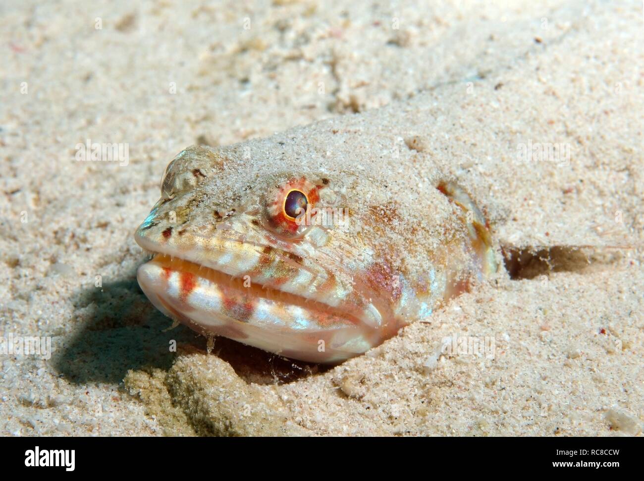 Variegated lizardfish (Synodus variegatus), Red Sea, Egypt, Africa ...