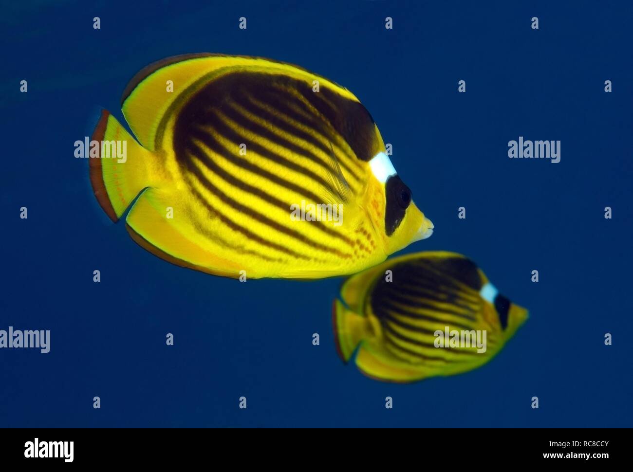 Striped fish butterfly, butterflyfish (Chaetodon fasciatus), Red Sea ...