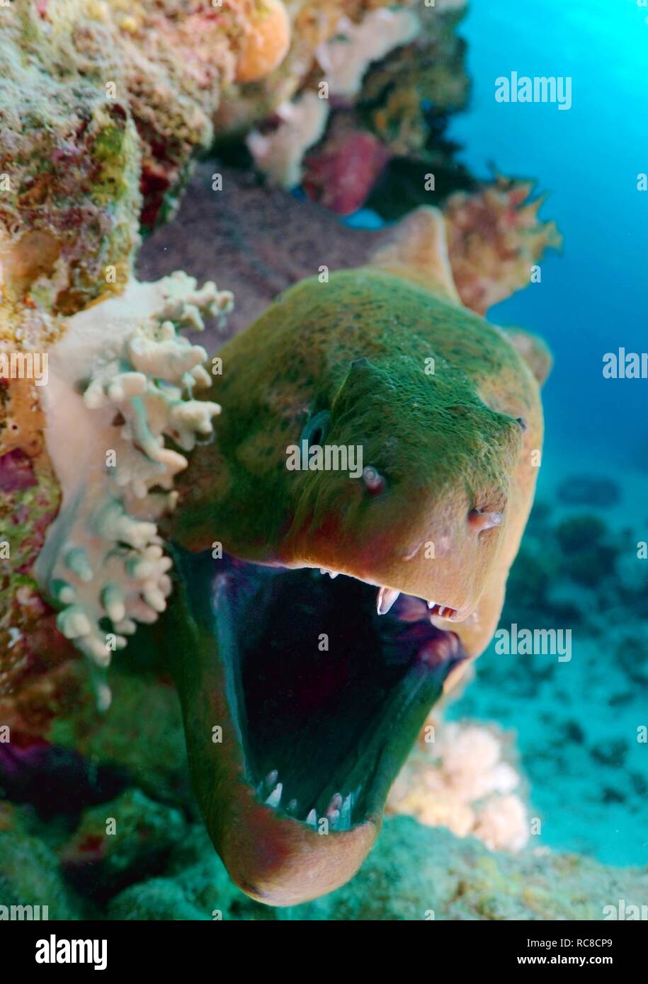 Giant moray with open mouth hi-res stock photography and images - Alamy