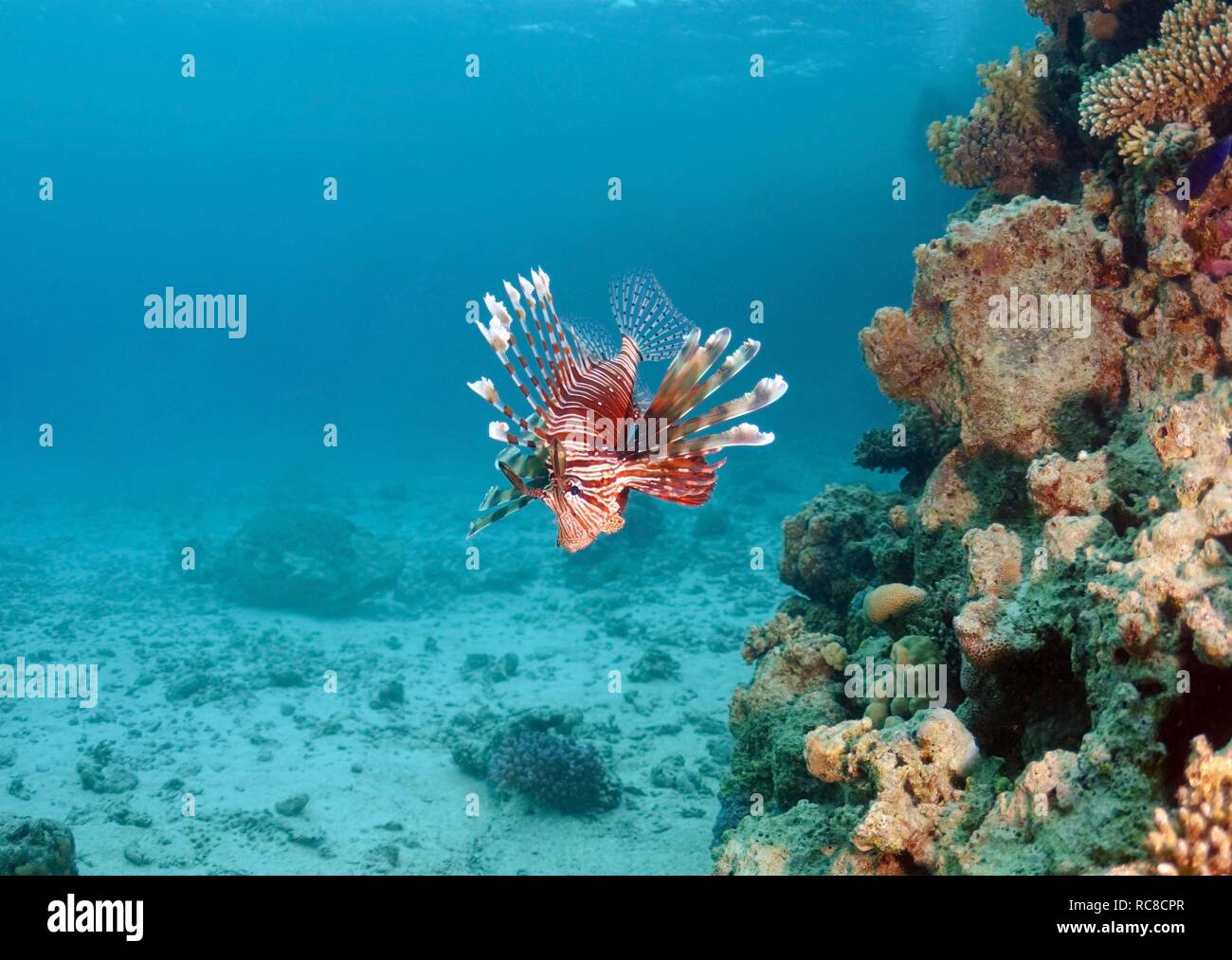 Red lionfish (Pterois volitans), Red Sea, Egypt, Africa Stock Photo - Alamy