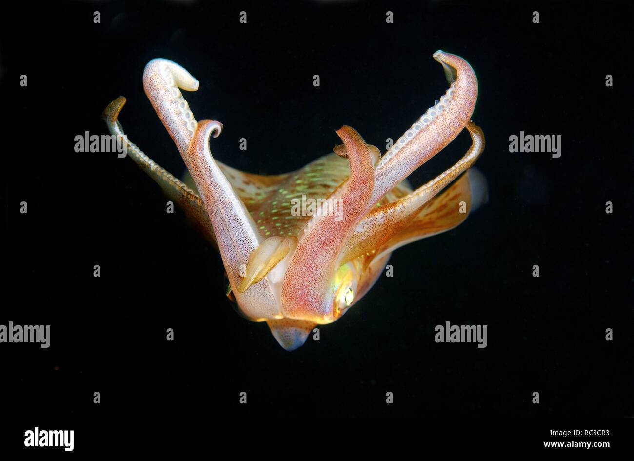 Bigfin reef squid (Sepioteuthis lessoniana), Red Sea, Egypt, Africa ...