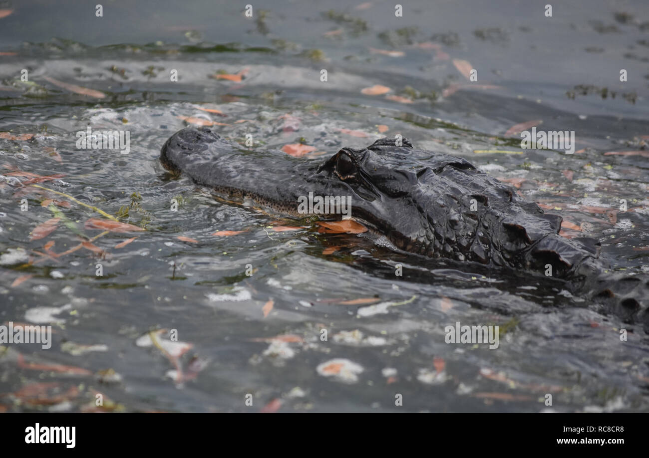 Alligator in shallow waters with old leaves and debris Stock Photo - Alamy