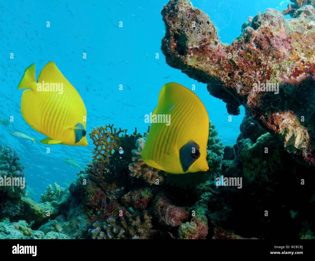 Masked butterfly, Golden butterflyfish, Bluecheek butterflyfish ...