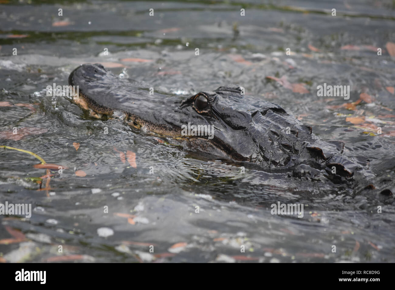 Deadly beast in the bayou of New Orleans Louisiana Stock Photo - Alamy
