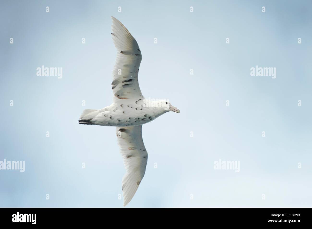 Southern giant petrel (Macronectes giganteus) in flight, South Orkney ...