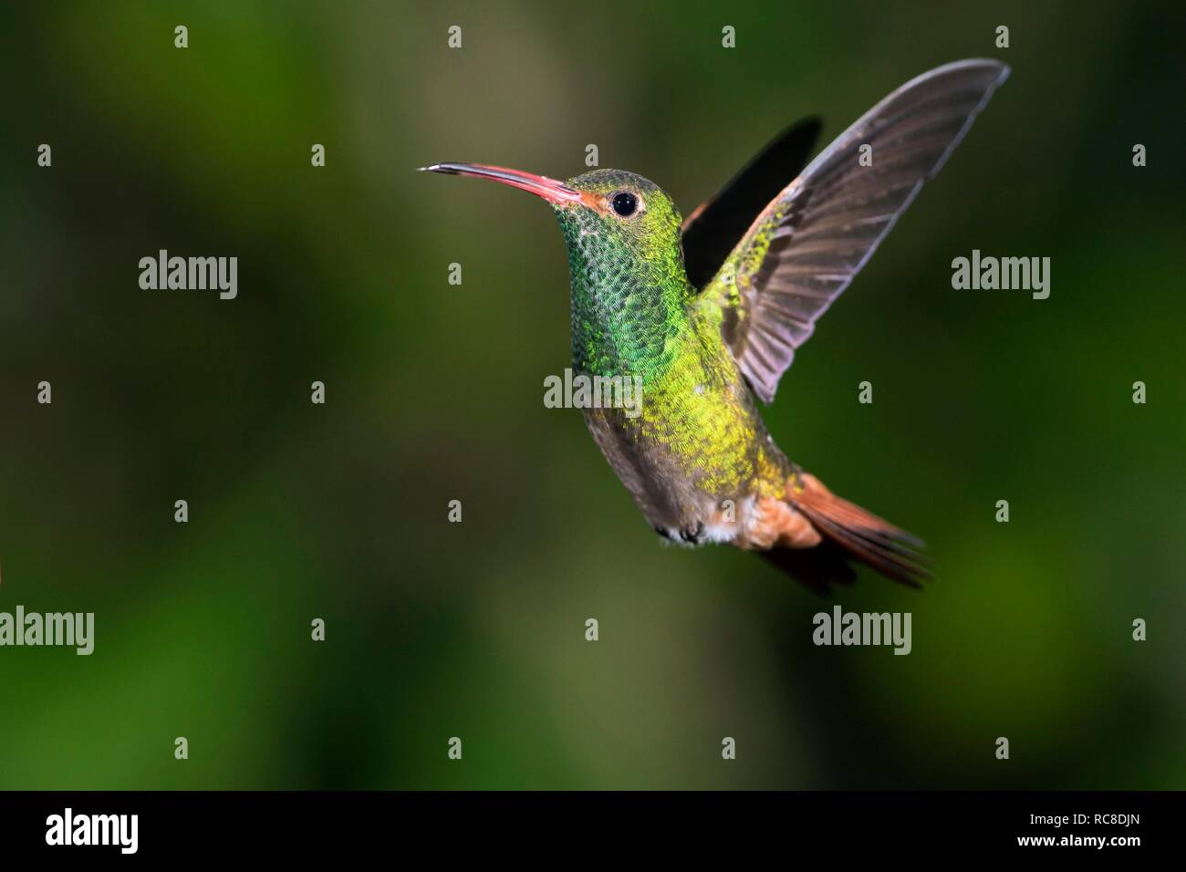 Northwest hummingbird hi-res stock photography and images - Alamy