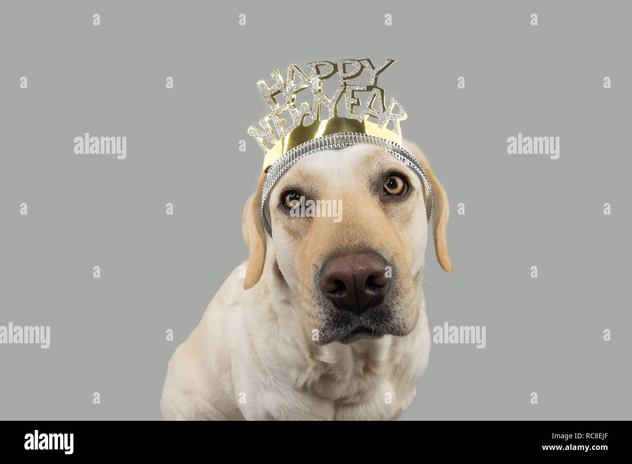 Labrador blanc hi-res stock photography and images - Alamy