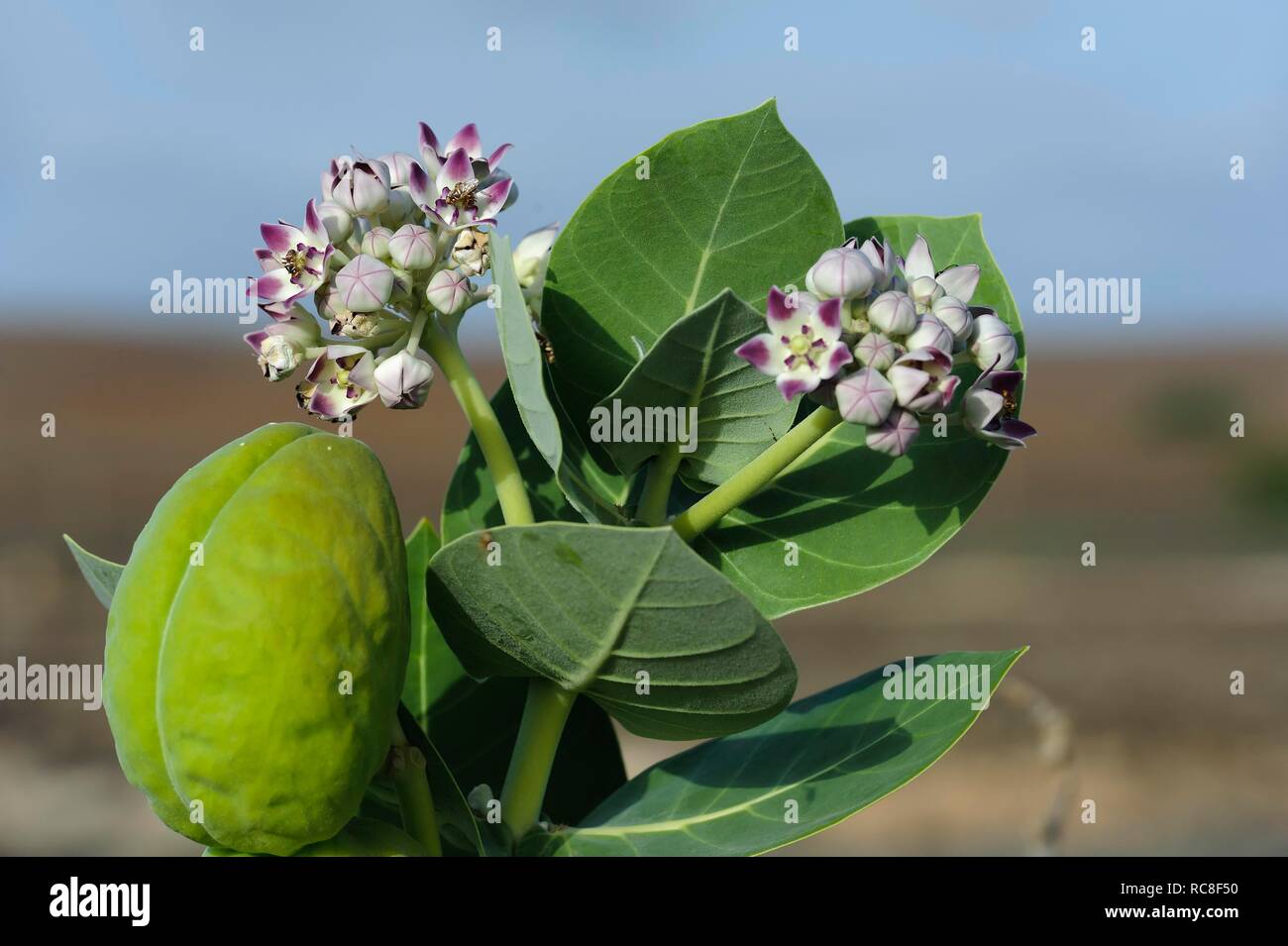 Apple of sodom hi-res stock photography and images - Alamy