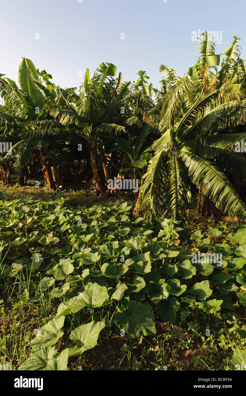 South africa and cape verde hi-res stock photography and images - Alamy