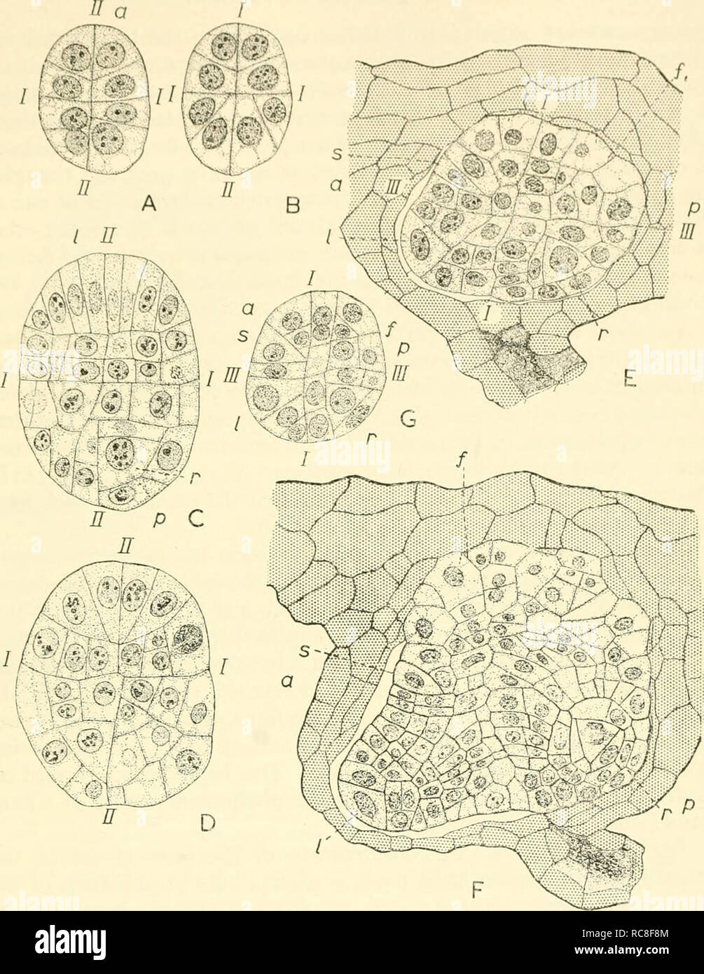 . Embryogenesis in plants. Embryology. „ „^ "IX r. Fig. 34. Gymnogramme ...