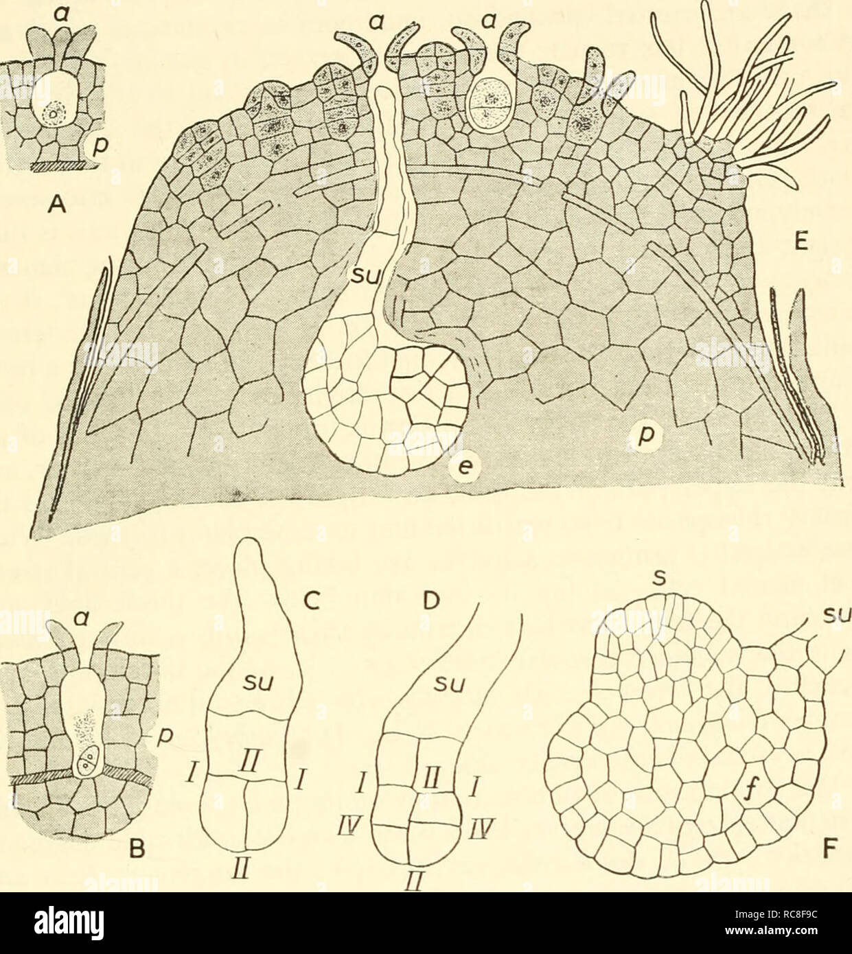 Tissue segmentation hi-res stock photography and images - Alamy