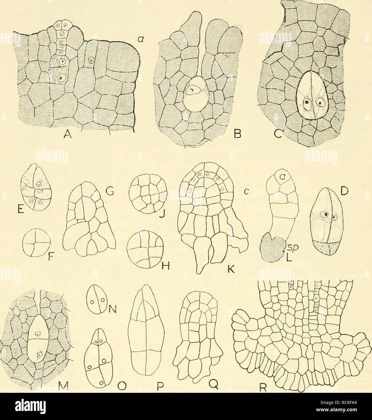 Anthoceros fusiformis hi-res stock photography and images - Alamy
