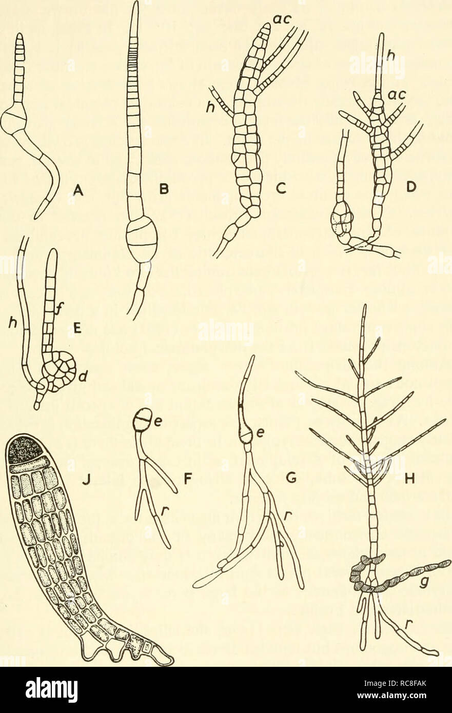 . Embryogenesis in plants. Embryology. Fig. 10. Brown algae: young ...