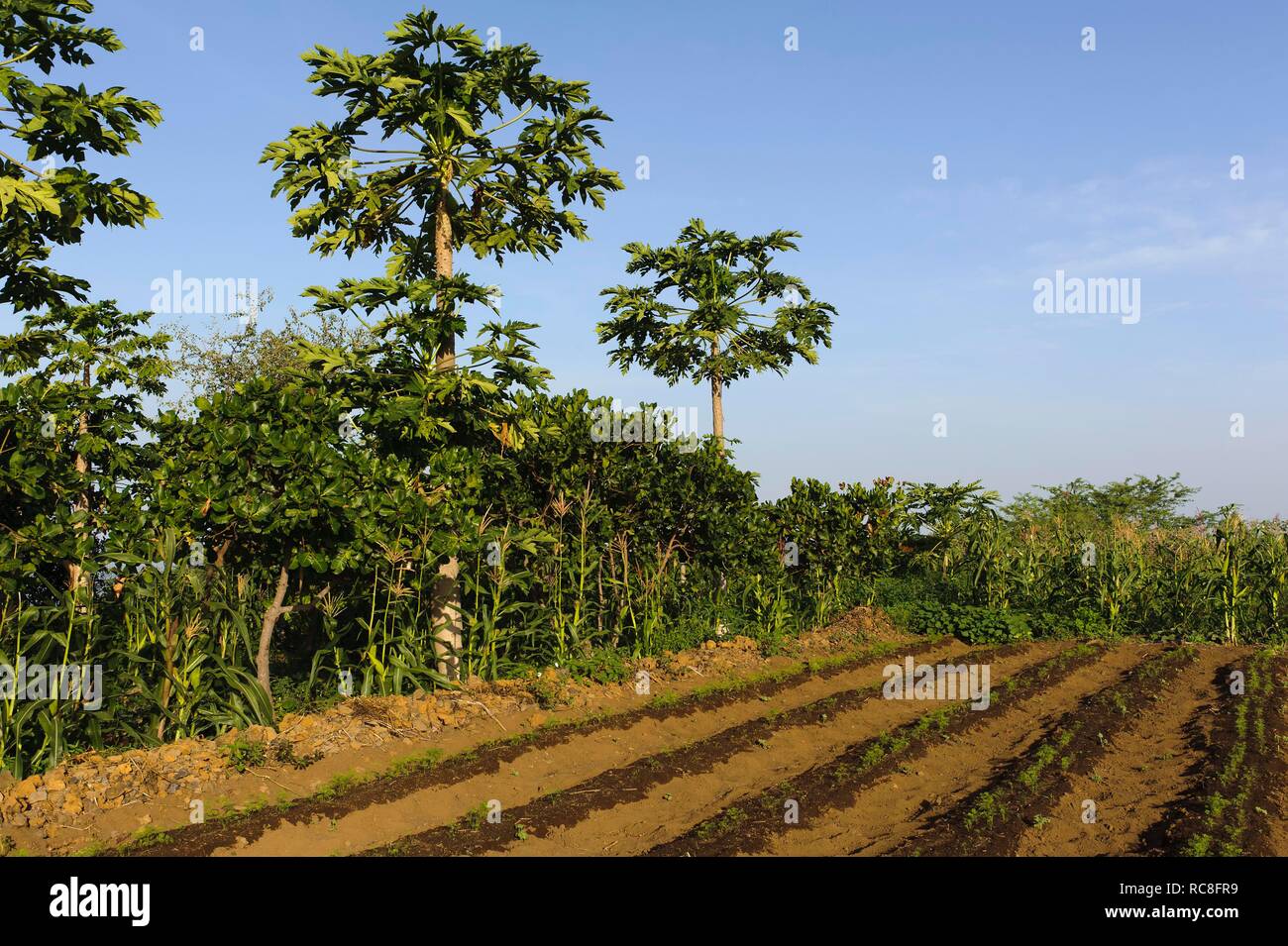 South africa farming vegetables hi-res stock photography and images - Alamy