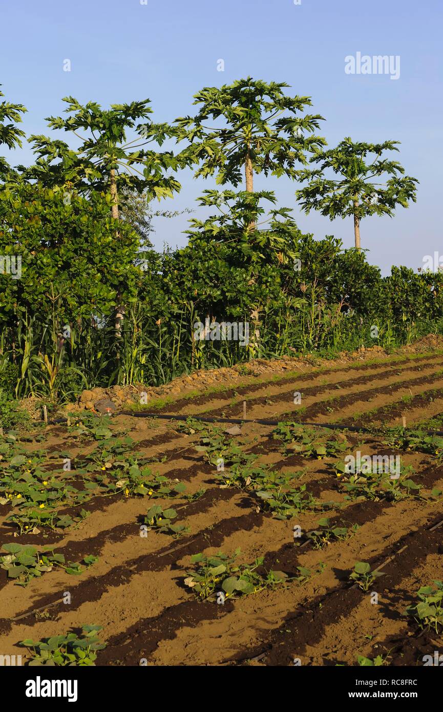 South Africa Farming Vegetables High Resolution Stock Photography and ...