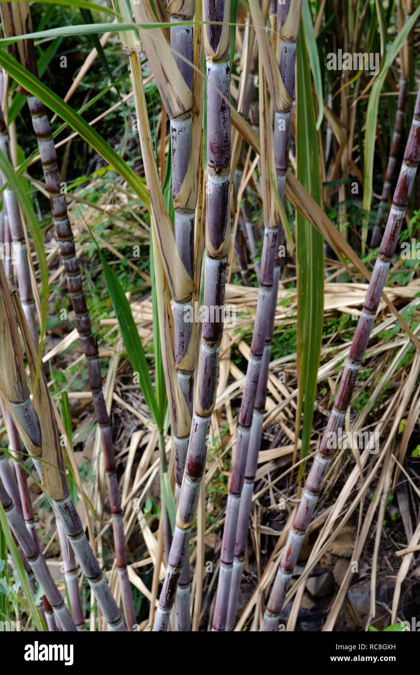 Cape verde sugar plantation hi-res stock photography and images - Alamy