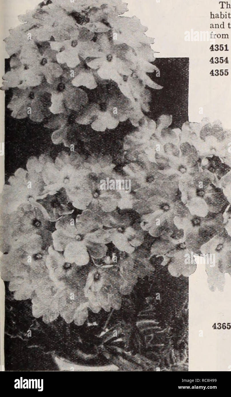 Blue flower trusses hi-res stock photography and images - Alamy