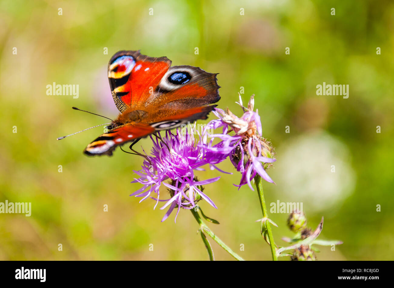Perfect io hi-res stock photography and images - Alamy