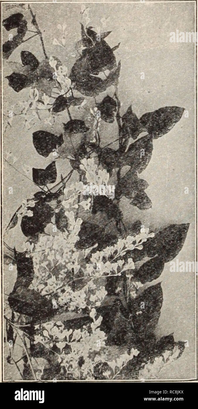 Euonymus colorata hi-res stock photography and images - Alamy