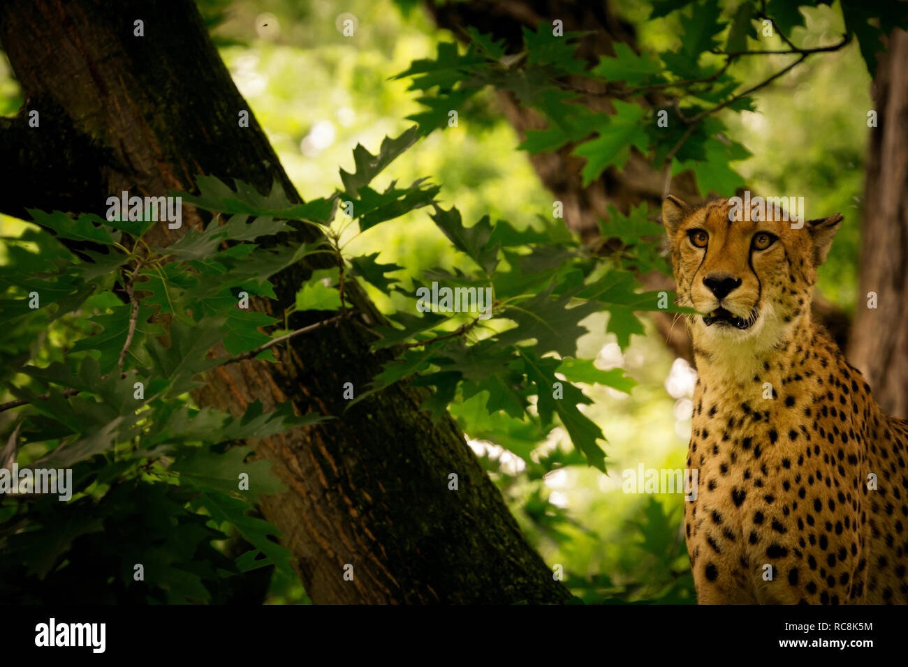 Cheetah on tree hi-res stock photography and images - Alamy