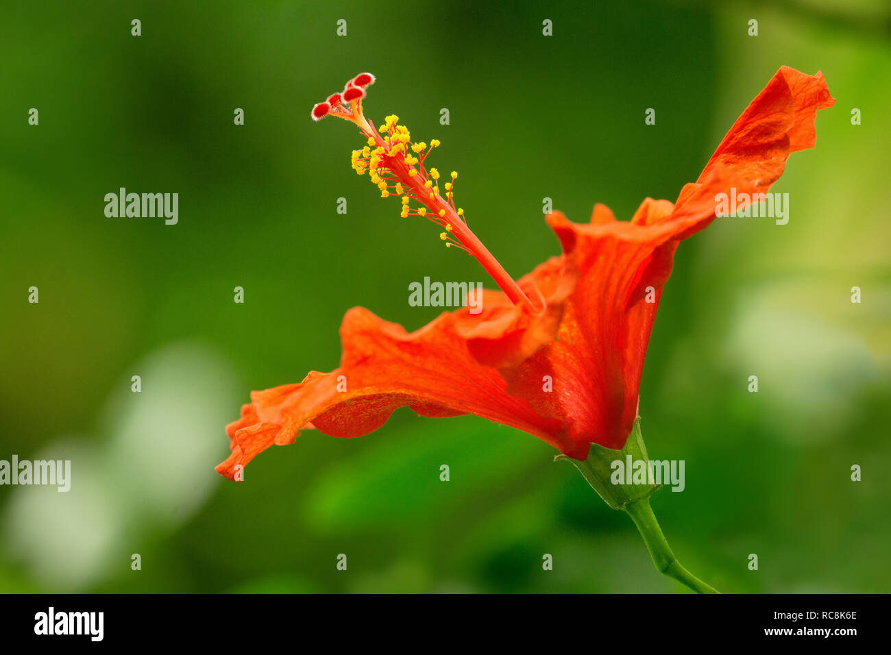 Close-up of a Red Hibiscus Flower on green natural Background. Red ...