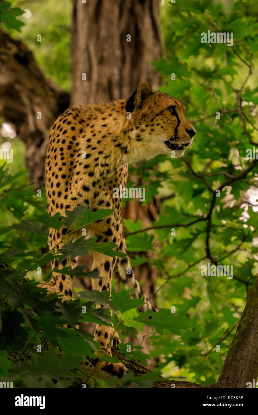 Cheetahs on tree hi-res stock photography and images - Alamy