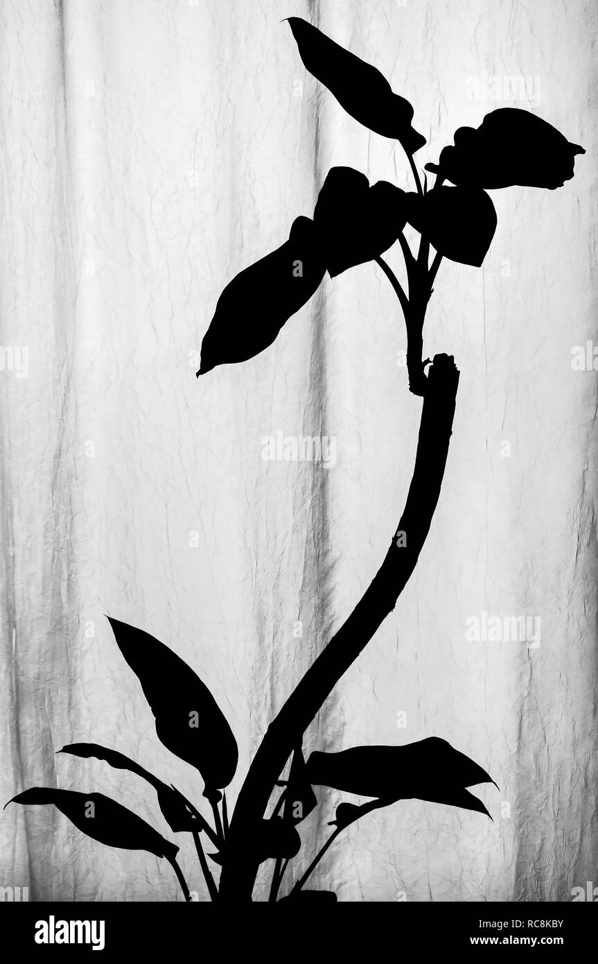 Curved Stem High Resolution Stock Photography and Images - Alamy