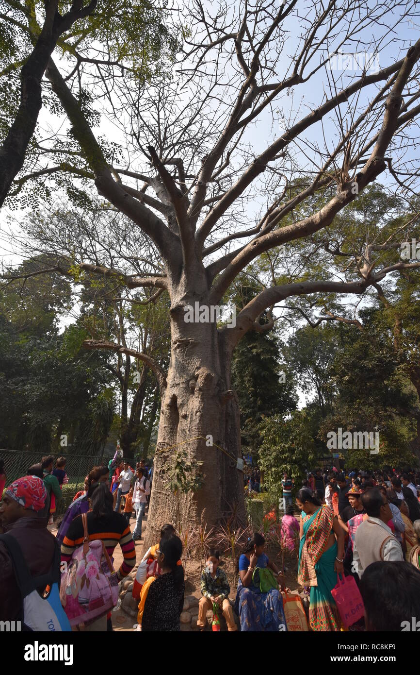 Adansonia digitata or Baobab at the Alipore Zoological Garden in ...