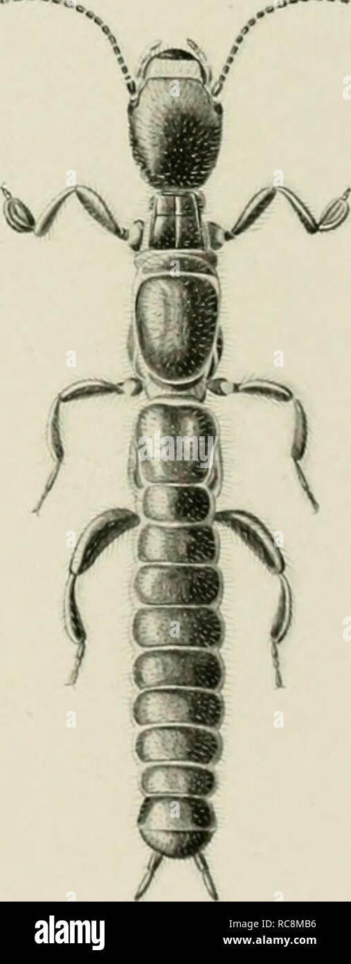 Embioptera hi-res stock photography and images - Alamy