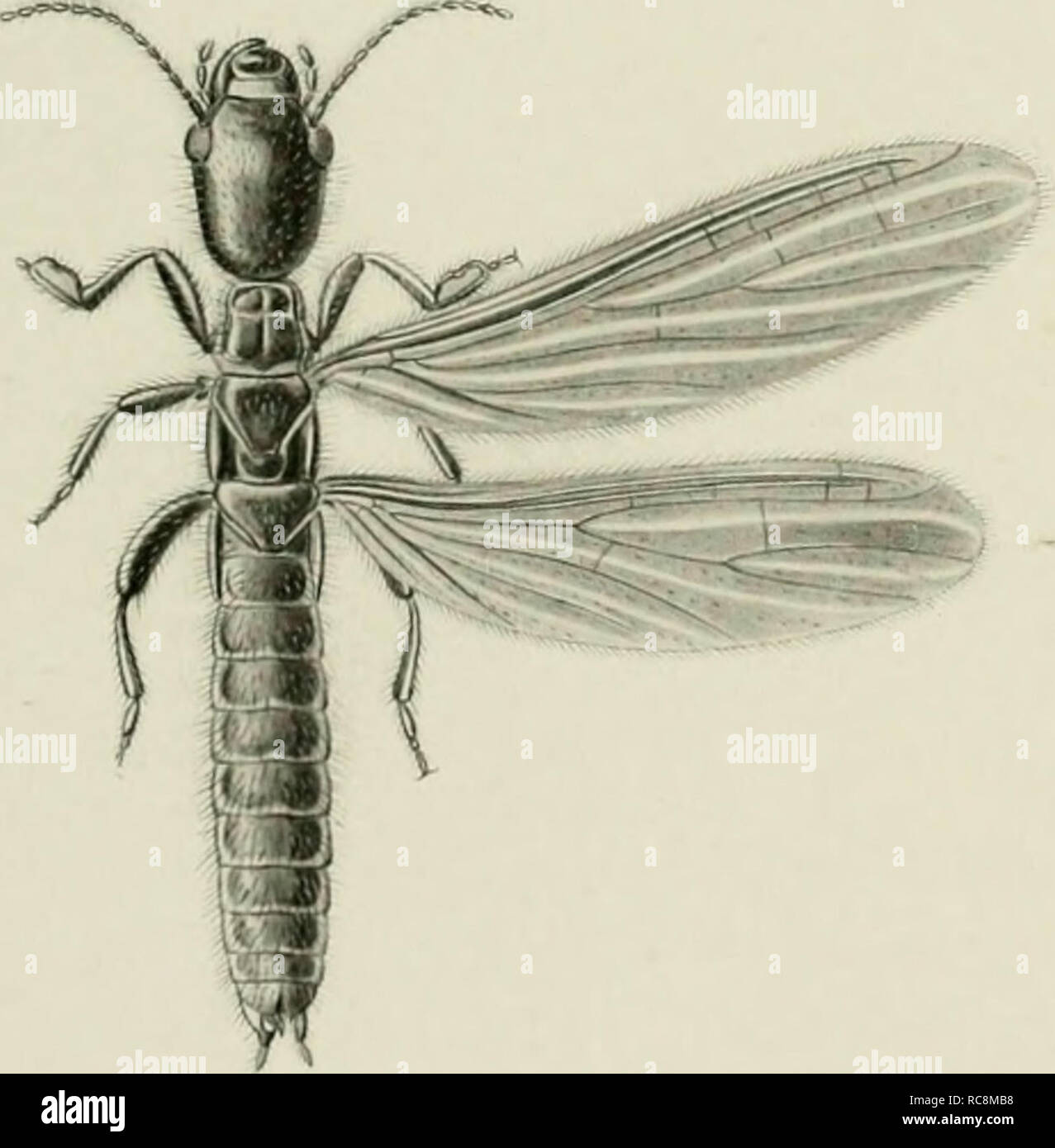 Embioptera High Resolution Stock Photography and Images - Alamy