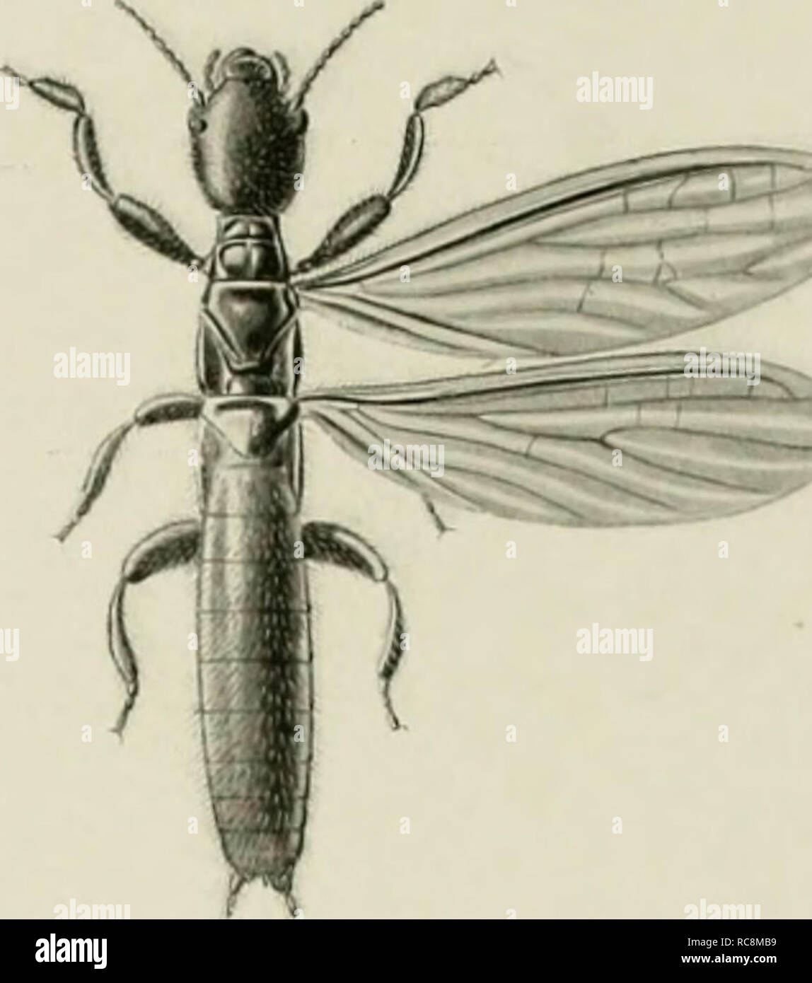 Embioptera hi-res stock photography and images - Alamy