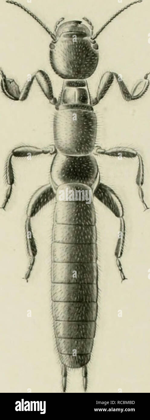 Embioptera High Resolution Stock Photography and Images - Alamy