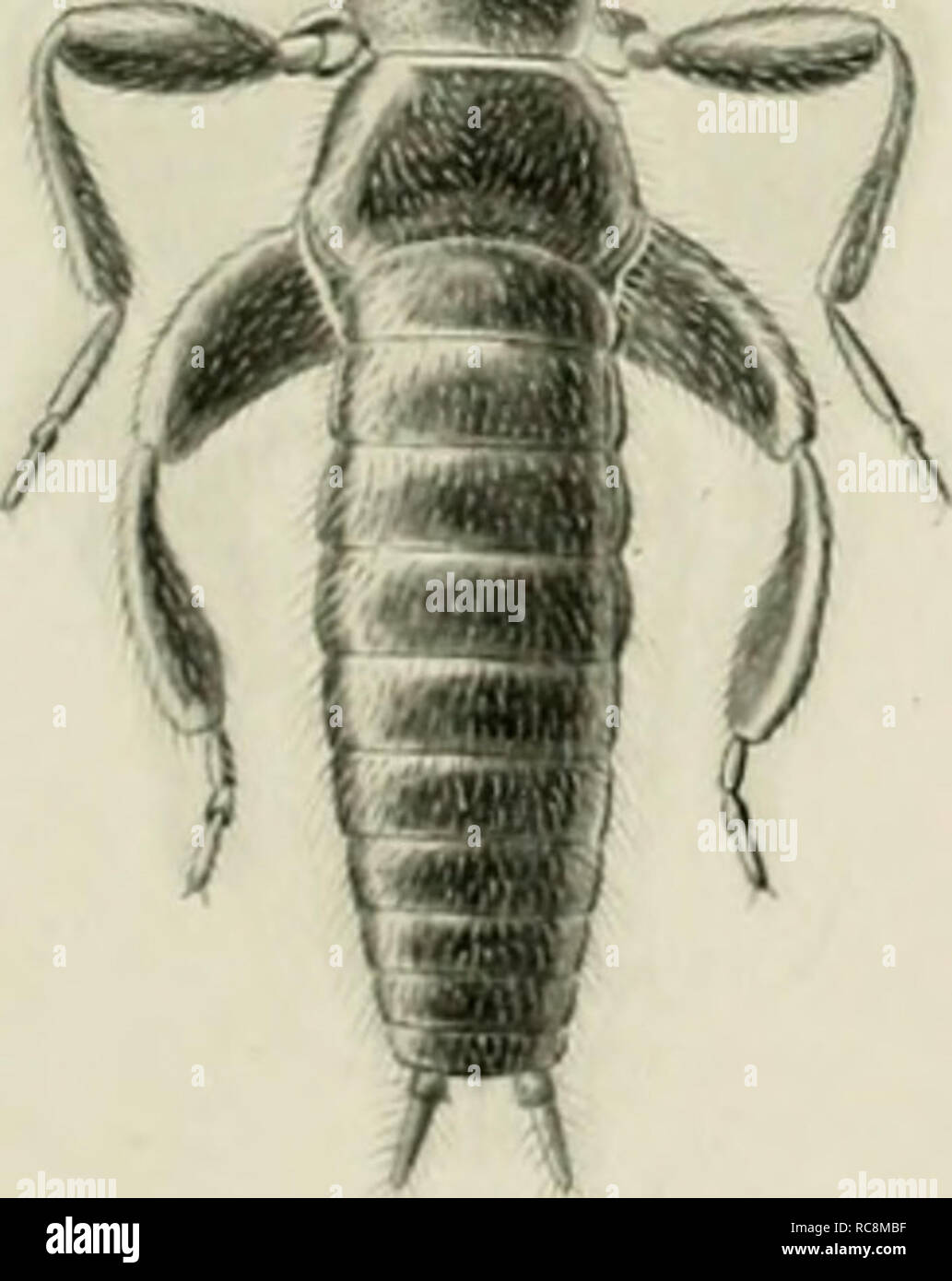 Embioptera hi-res stock photography and images - Alamy