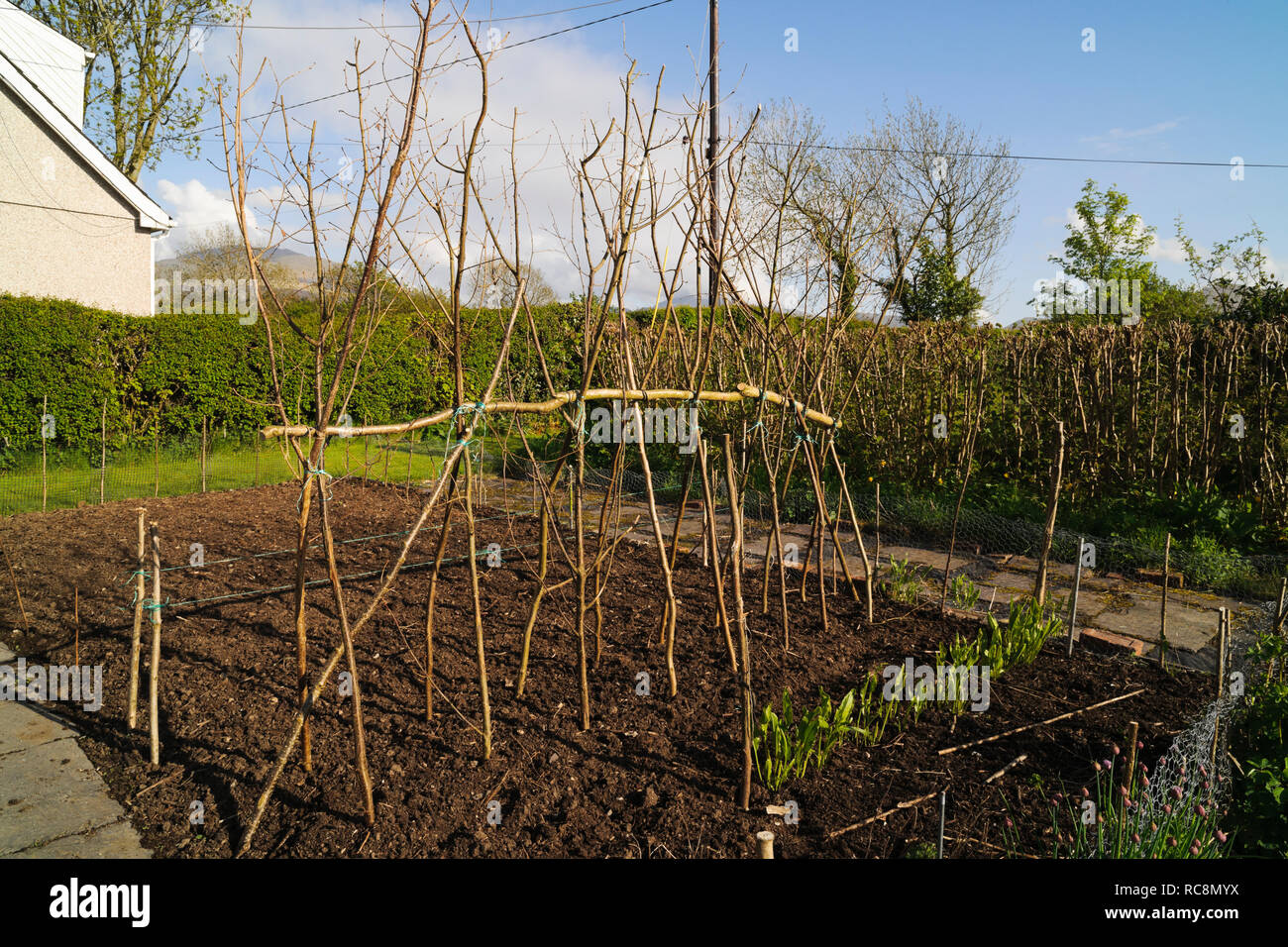 Row of climbing bean poles made from home grown hazel rods. Diagonal ...
