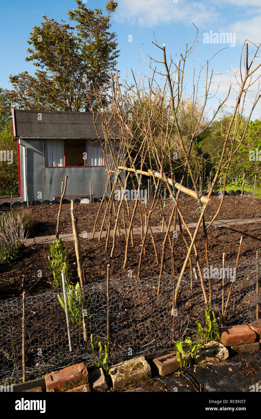 Row of climbing bean poles made from home grown hazel rods. Diagonal ...
