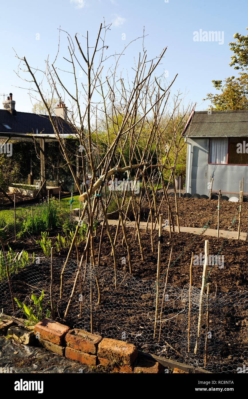 Row of climbing bean poles made from home grown hazel rods. Diagonal ...