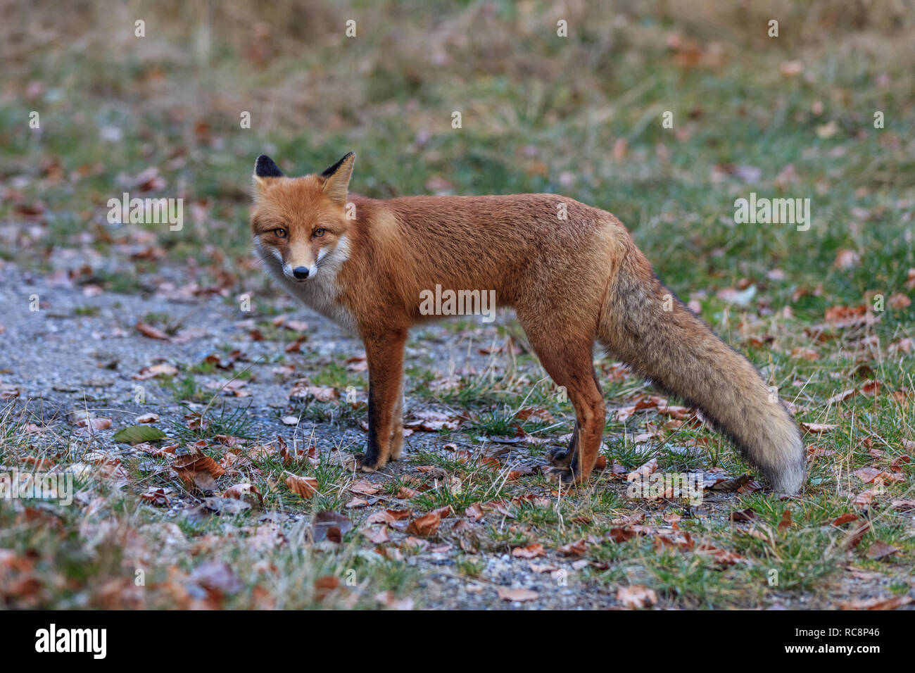 european red fox (vulpes vulpes) in Fagaras Mountains, Romania Stock ...