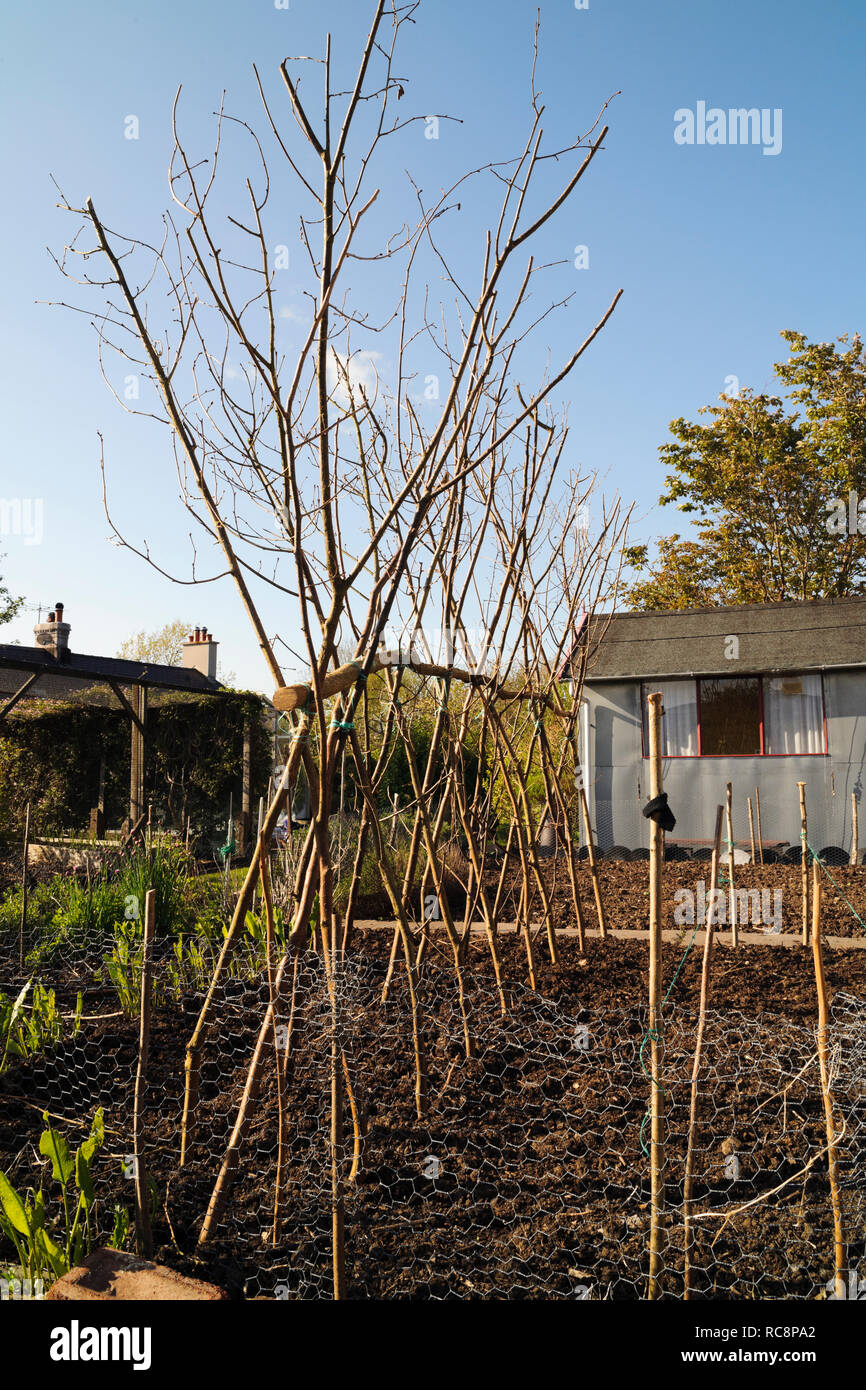 Row of climbing bean poles made from home grown hazel rods. Diagonal ...