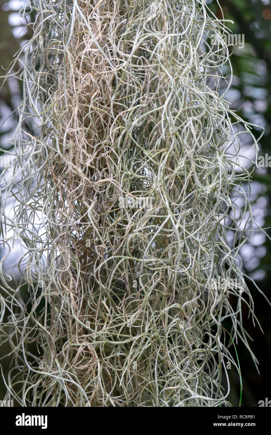 Air Roots High Resolution Stock Photography and Images - Alamy