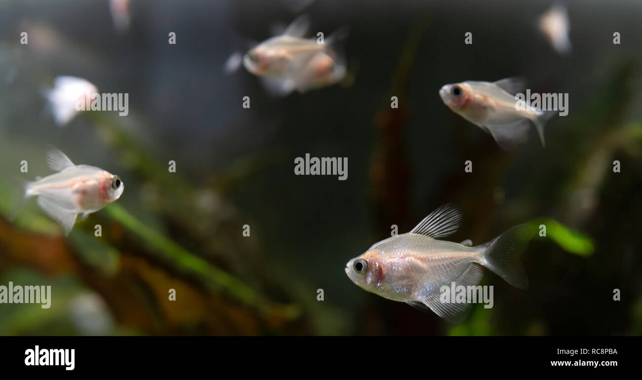 Small fish in the aquarium Stock Photo - Alamy