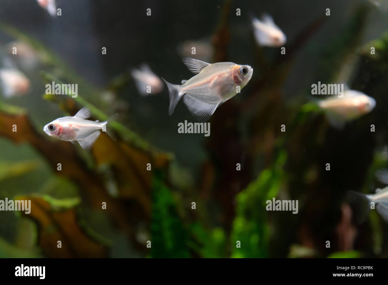Small fish in the aquarium Stock Photo - Alamy
