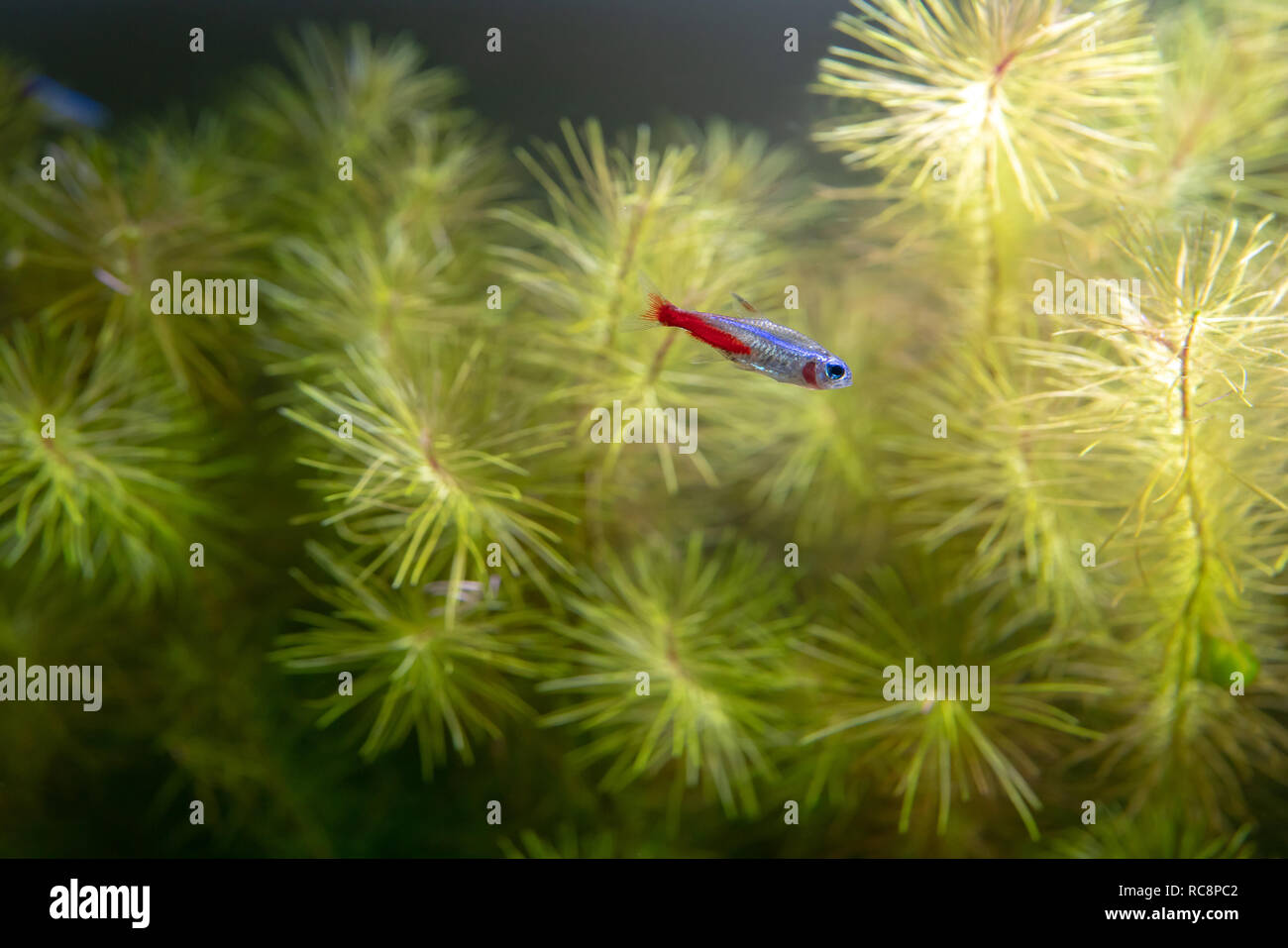 Small fish in the aquarium Stock Photo - Alamy
