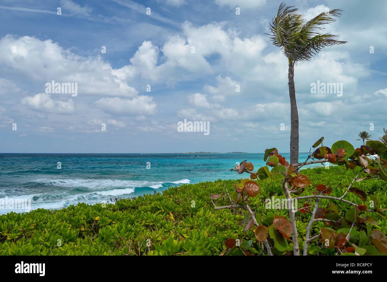 A palm tree overlooking the turquoise waters of Paradise Island in The ...