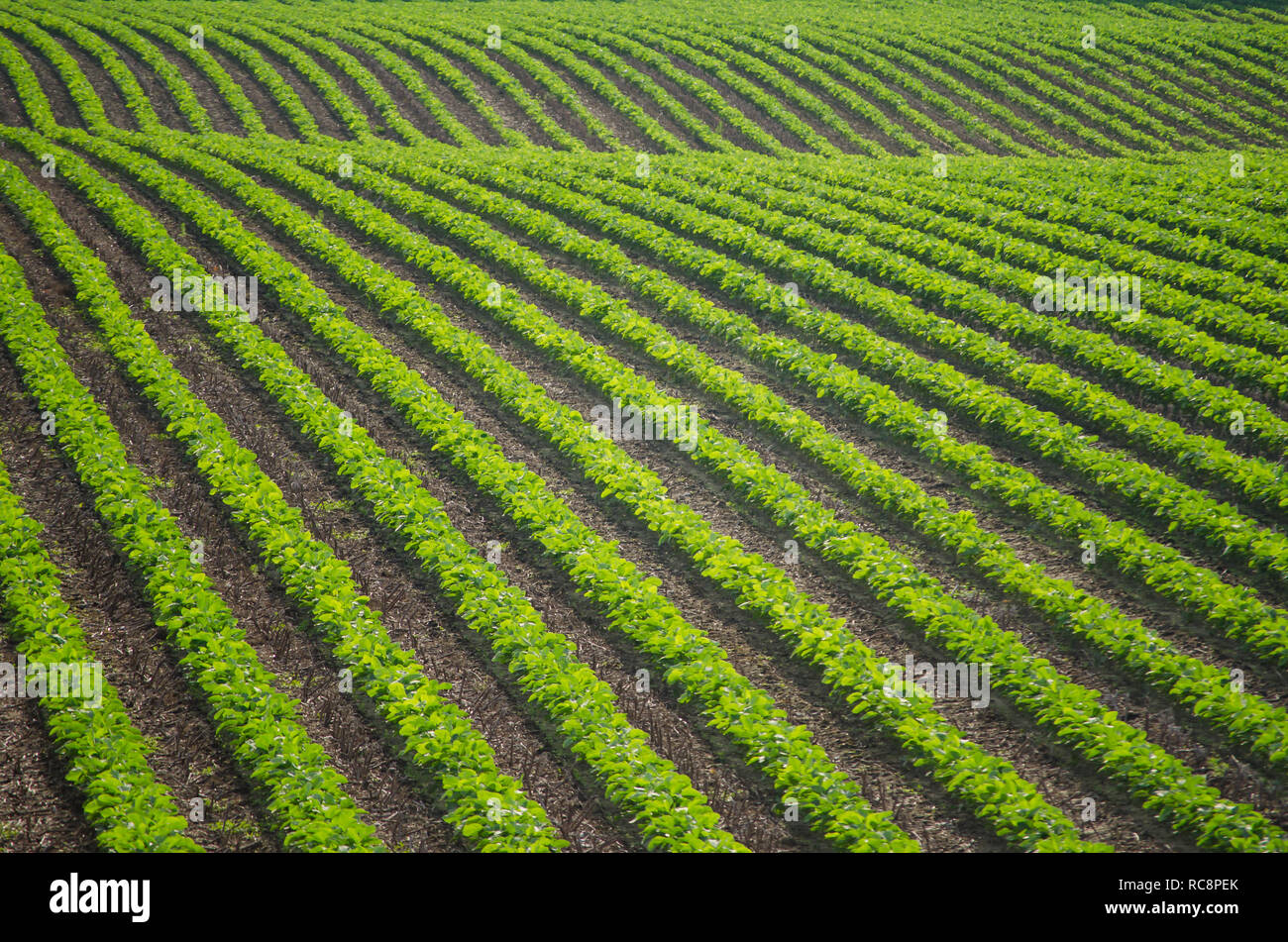 Rows of green crops in rural Isle of Wight County, Virginia Stock Photo ...