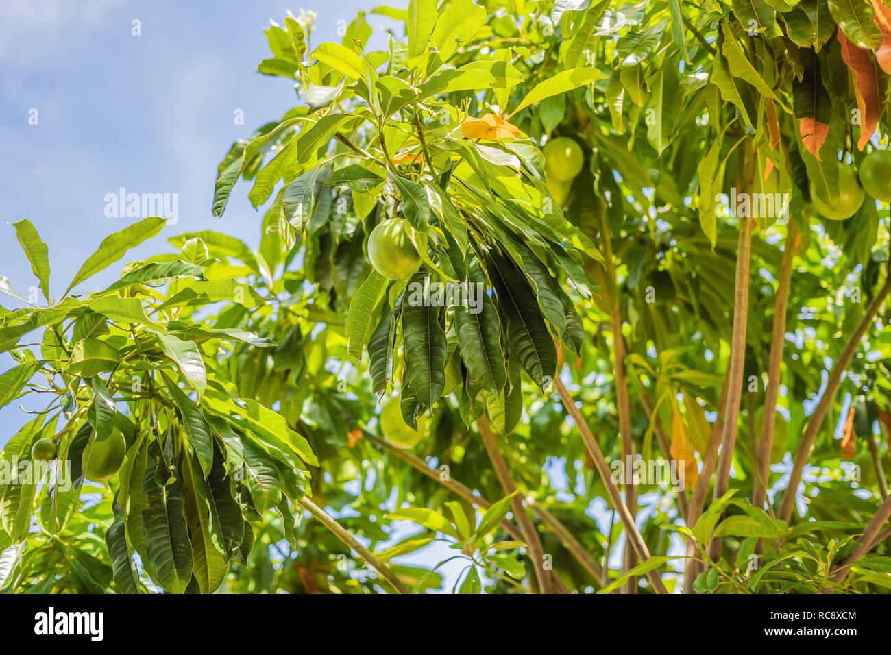 Bael tree hi-res stock photography and images - Alamy