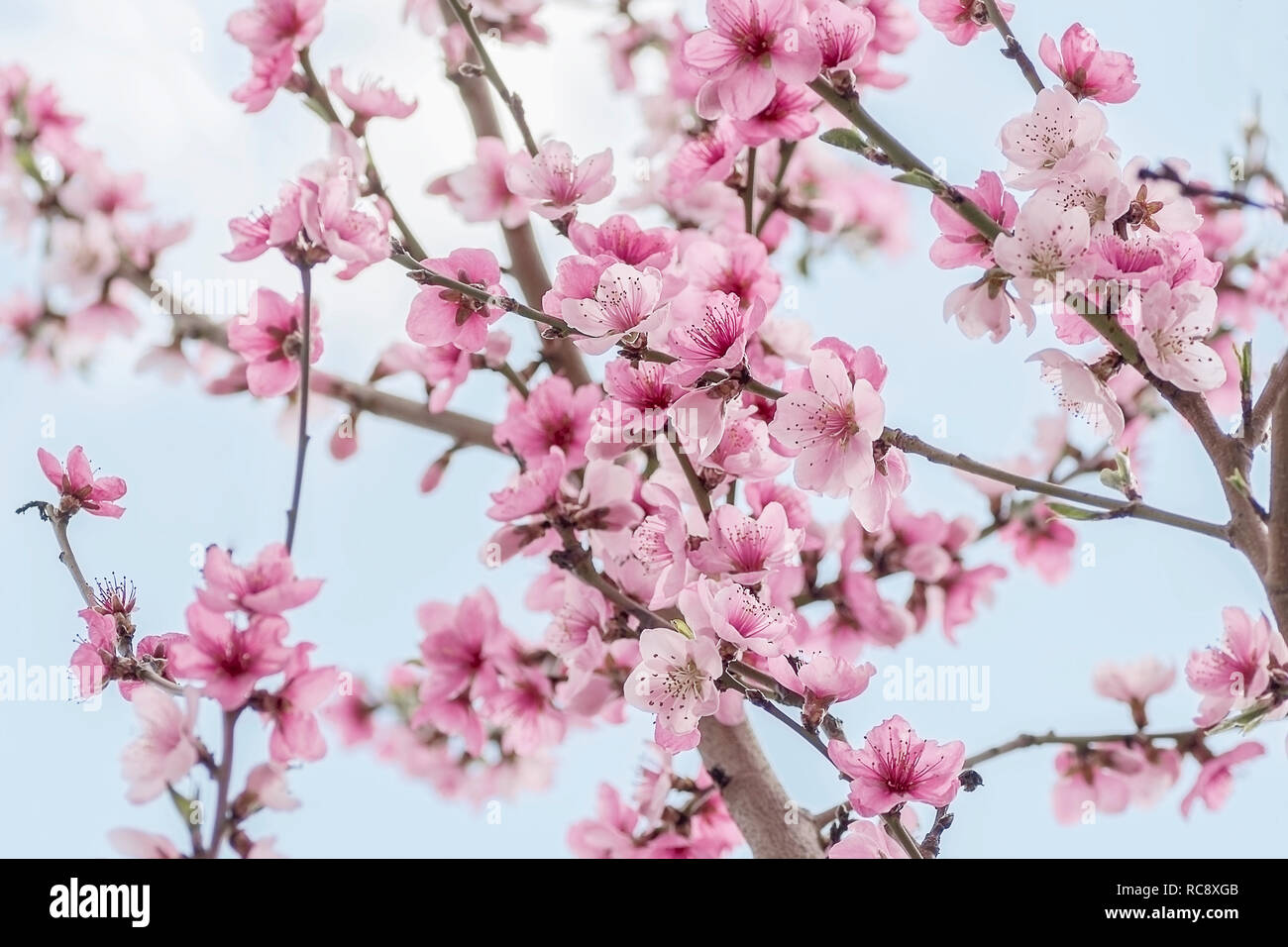Green peach branch hi-res stock photography and images - Alamy