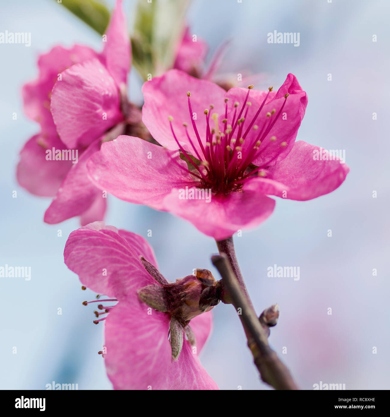 Green peach branch hi-res stock photography and images - Alamy