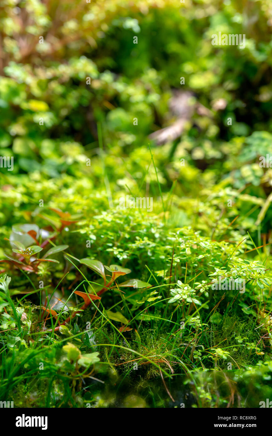 Vegetation cover hi-res stock photography and images - Alamy